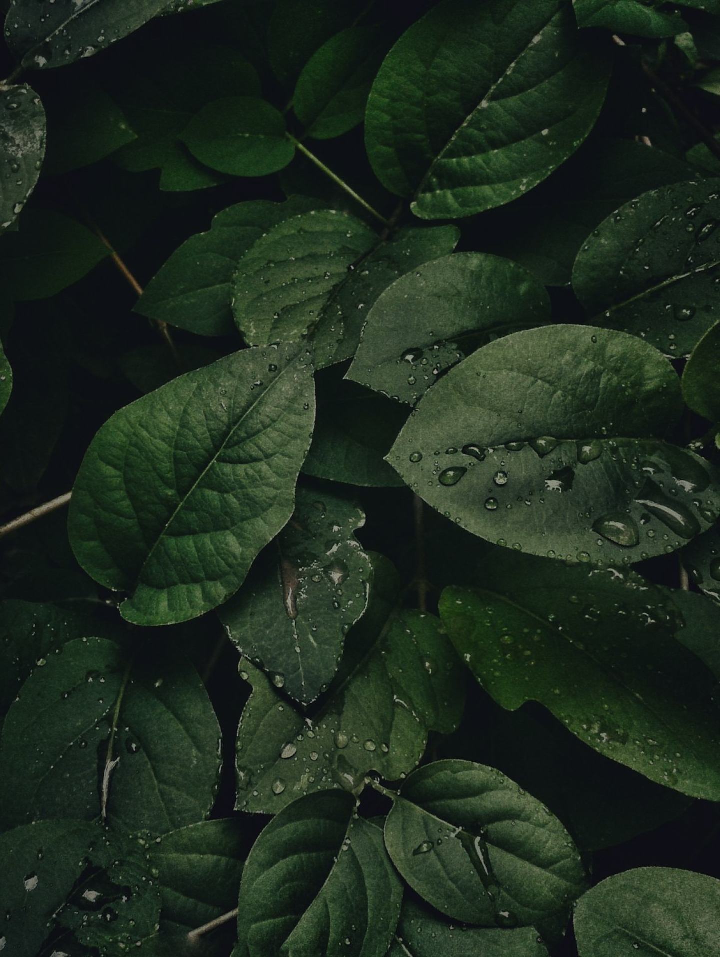 Evergreen MD Aesthetics | Discover Timeless Beauty